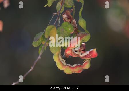 Detail of guamúchil fruit or Pithecellobium dulce, from the Nahuatl ...