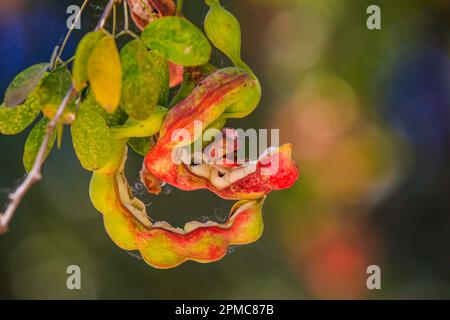 Detail of guamúchil fruit or Pithecellobium dulce, from the Nahuatl ...
