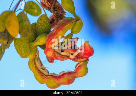 Detail of guamúchil fruit or Pithecellobium dulce, from the Nahuatl ...