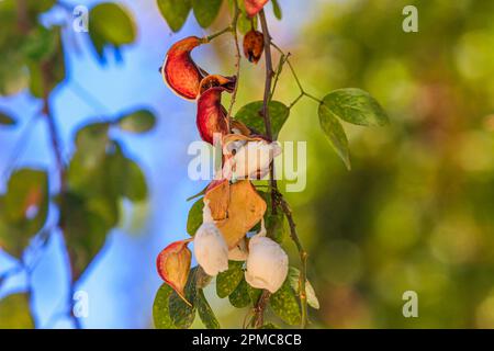 Detail of guamúchil fruit or Pithecellobium dulce, from the Nahuatl ...