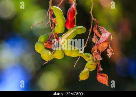 Detail of guamúchil fruit or Pithecellobium dulce, from the Nahuatl ...