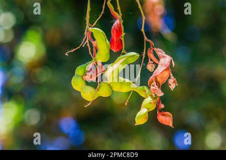 Detail of guamúchil fruit or Pithecellobium dulce, from the Nahuatl ...