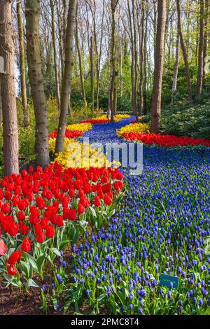 Garden Scene with Muscari 'LATIFOLIUM' and Tulip 'ROB VERLINDEN' and ...