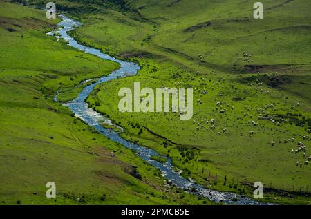 Sheep and Cattle Grazing Country in the Northern Tablelands of NSW ...