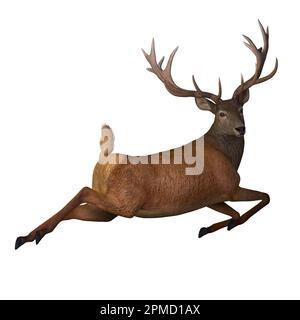 The Red deer is native to Europe, Asia, Iran and Africa is one of the ...