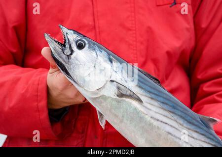 Pacific bonito, Sarda chiliensis, Baja California, Mexico, pacific ...