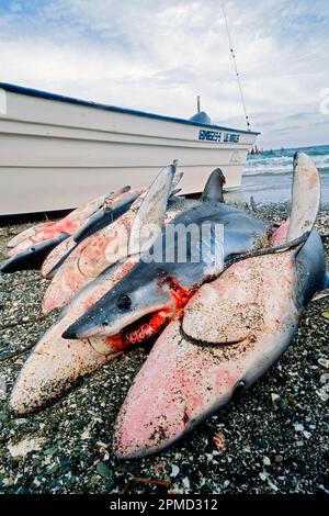 Shark finning camp, blue shark, Prionace glauca, and mako shark, Isurus ...