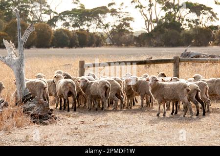Australia, South Australia, Kangaroo Island, Sheep Station Stock Photo ...