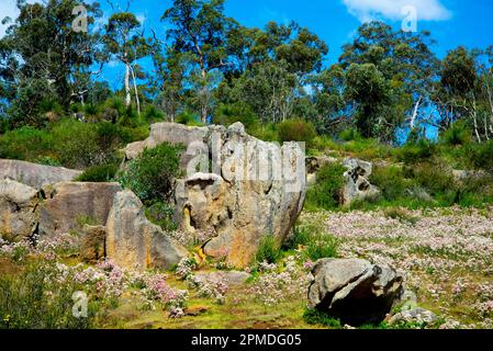 John Forrest National Park - Western Australia Stock Photo - Alamy