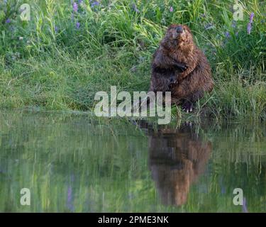 An adult beaver sitting on his butt and scratching under his chin Stock ...