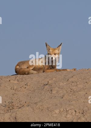 desert fox (vulpes vulpus pusilla) cubs playing Stock Photo - Alamy