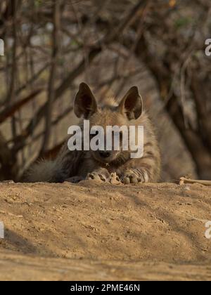 Wild Striped hyena or hyaena hyaena family or pair with calm face and ...