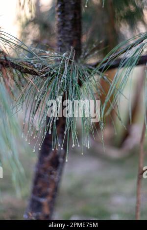 Tree sap on a conifer Stock Photo - Alamy