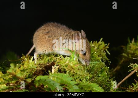 nocturnal wood mouse apodemus sylvaticus Stock Photo - Alamy