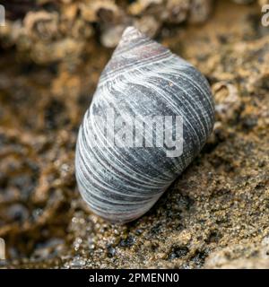 Closeup photo of a single Common Winkle Littorina littorea sea snail ...