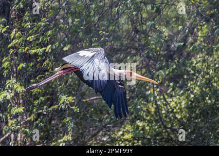 India, Gujarat, Jamnagar, Khijadiya Bird Sanctuary, Great white pelican ...
