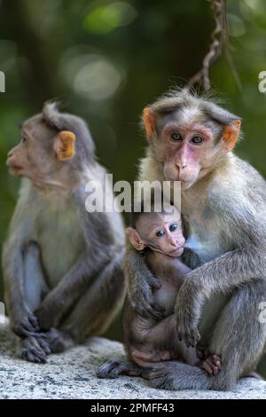 India, Kerala, Munnar, mother with young female child dressed in frilly ...