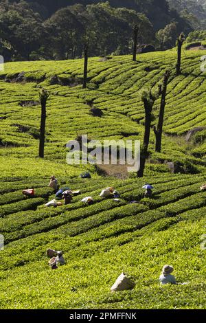 India, Kerala, Munnar, tea estates Stock Photo - Alamy