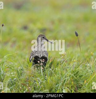 During breeding dunlin will sit on prominent rocks to sing, here within ...