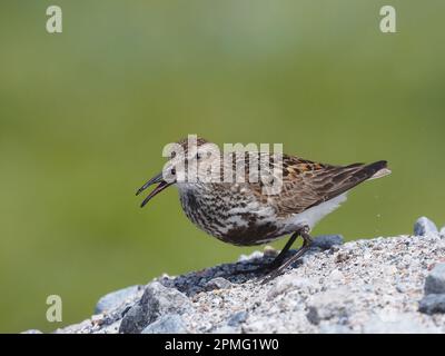 During breeding dunlin will sit on prominent rocks to sing, here within ...