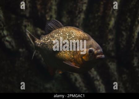 Group of red-bellied piranhas are swimming in fish tank. Red piranha ...