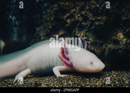 Cute Axolotl (Ambystoma mexicanum) - Leucistic Salamander Stock Photo ...