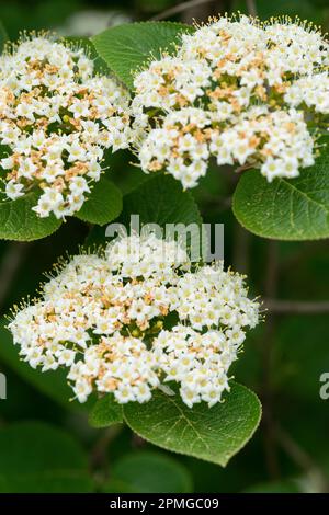 Italy, Lombardy, Wayfaring Tree, Viburnum Lantana, Flowers Stock Photo ...