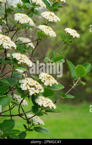 Italy, Lombardy, Wayfaring Tree, Viburnum Lantana, Flowers Stock Photo ...