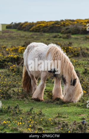 Gower Ponies on a bright Spring day: Phillip Roberts Stock Photo - Alamy