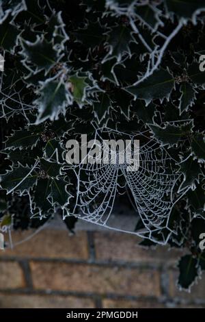 Frosted spider web on holly Stock Photo - Alamy