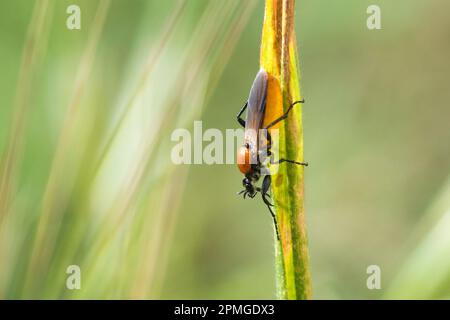 Female marchfly on a leaf, Bibio Hortulanus, garden march fly Stock ...