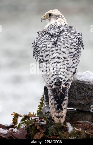 A majestic white gyr falcon perched upon a branch Stock Photo - Alamy