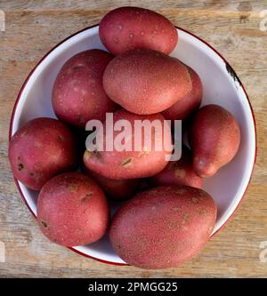 Albert Bartlett Original Rooster potatoes Stock Photo - Alamy