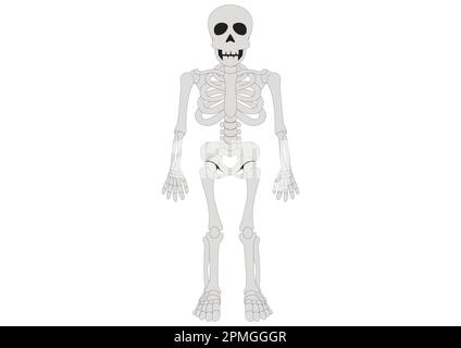 Child body system. Human skeletal children anatomy, cartoon skeleton ...
