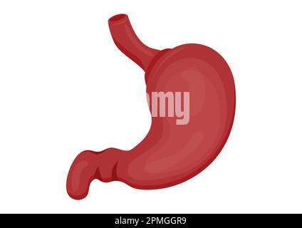 Stomach, human organ flat color line icon. Isolated on white background ...