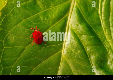 Red chigger on green leaves - a striking close-up of nature's vibrant ...
