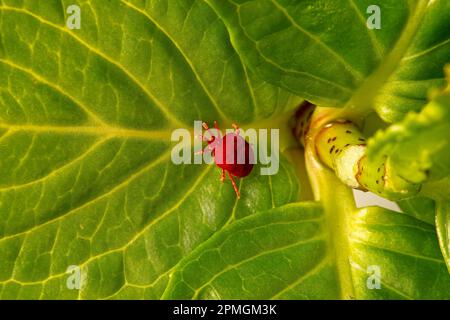 Red chigger on green leaves - a striking close-up of nature's vibrant ...
