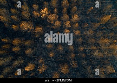 overhead aerial view of a forest burnt by forest fire, ecology concept ...