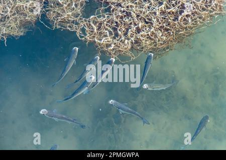 Flathead Grey Mullet Fish Swimming in the Sea Stock Photo - Alamy