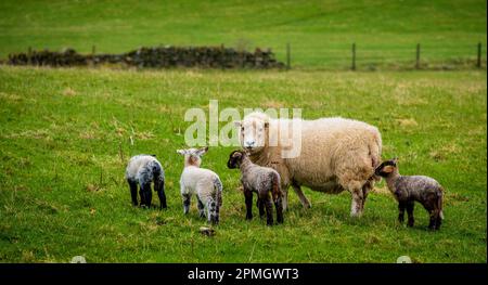 Spring lambs in South Lanarkshire, Scotland Stock Photo - Alamy