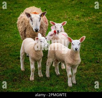 Spring lambs in South Lanarkshire, Scotland Stock Photo - Alamy