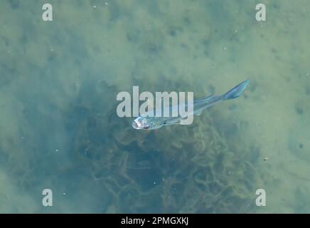 Flathead Grey Mullet Fish Swimming in the Sea Stock Photo - Alamy
