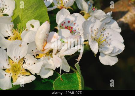 Hymenopus coronatus, Orchieen-Mantis, Kronenfangschrecke ...