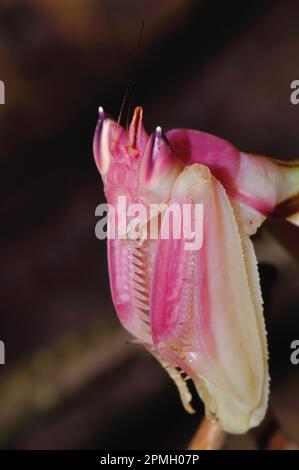 Hymenopus coronatus, Orchieen-Mantis, Kronenfangschrecke ...