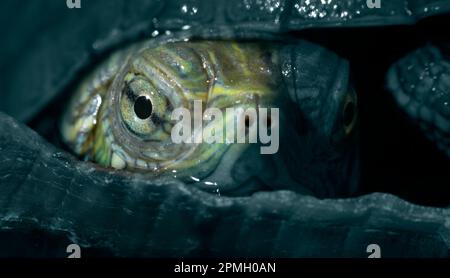 Red-eared freshwater turtle (lat. Trachemys scripta elegans), sitting ...