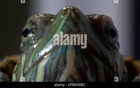 Red-eared freshwater turtle (lat. Trachemys scripta elegans), sitting ...