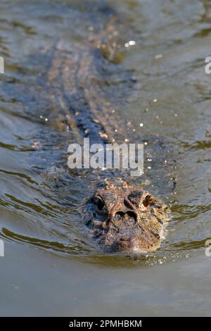 Black caiman (Melanosuchus niger) in Anangu Creek water, Amazon ...