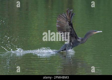 Neotropical Cormorant (Phalacrocorax brasilianus) taking off the water ...