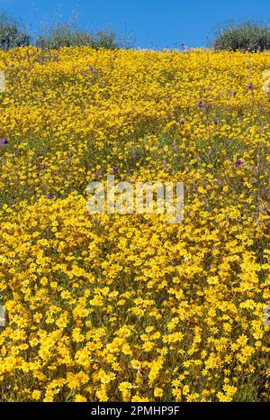 Super bloom wildflowers in Diamond Valley Lake, South California in ...