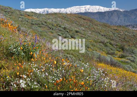 Super bloom of wildflowers with snow covered mountains in the distance ...